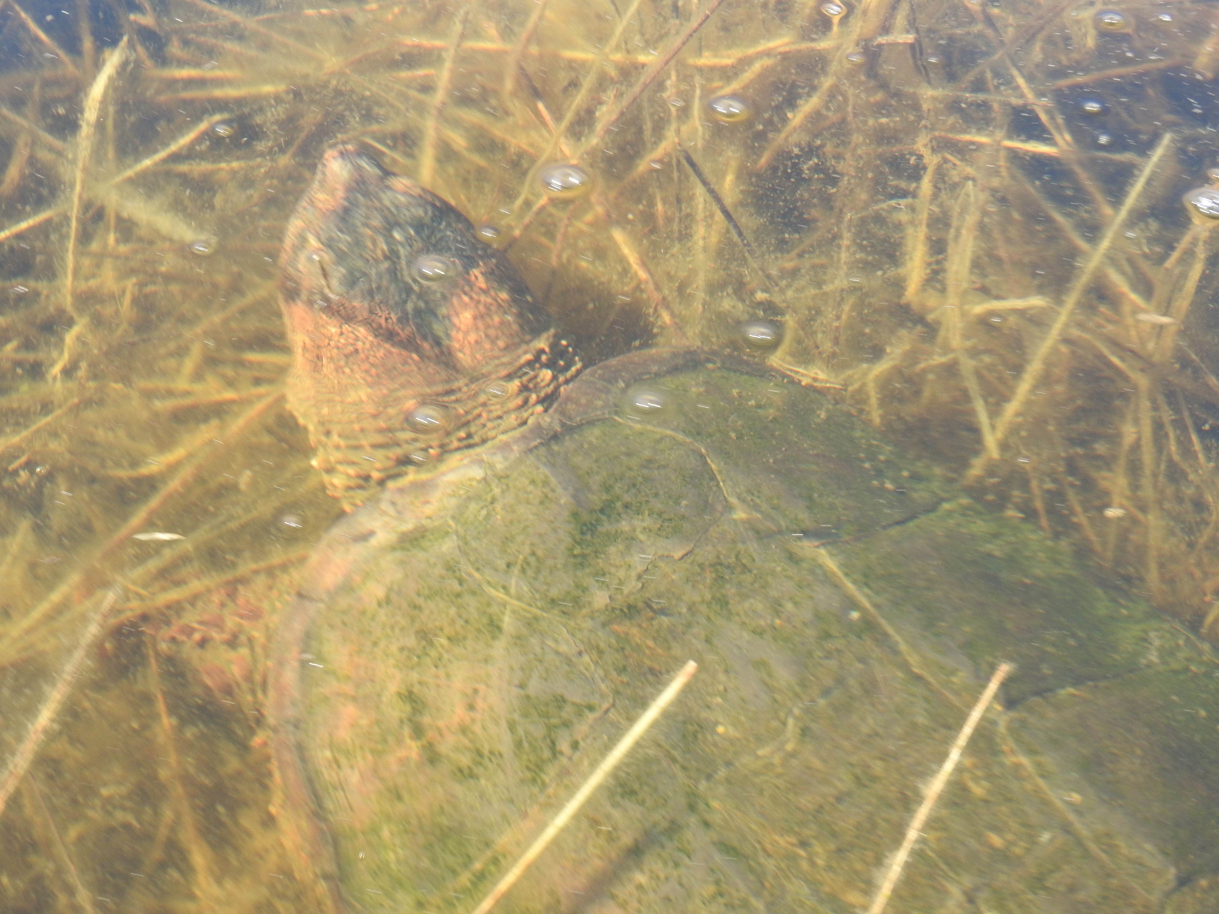 Turtles – The Nature of Maine