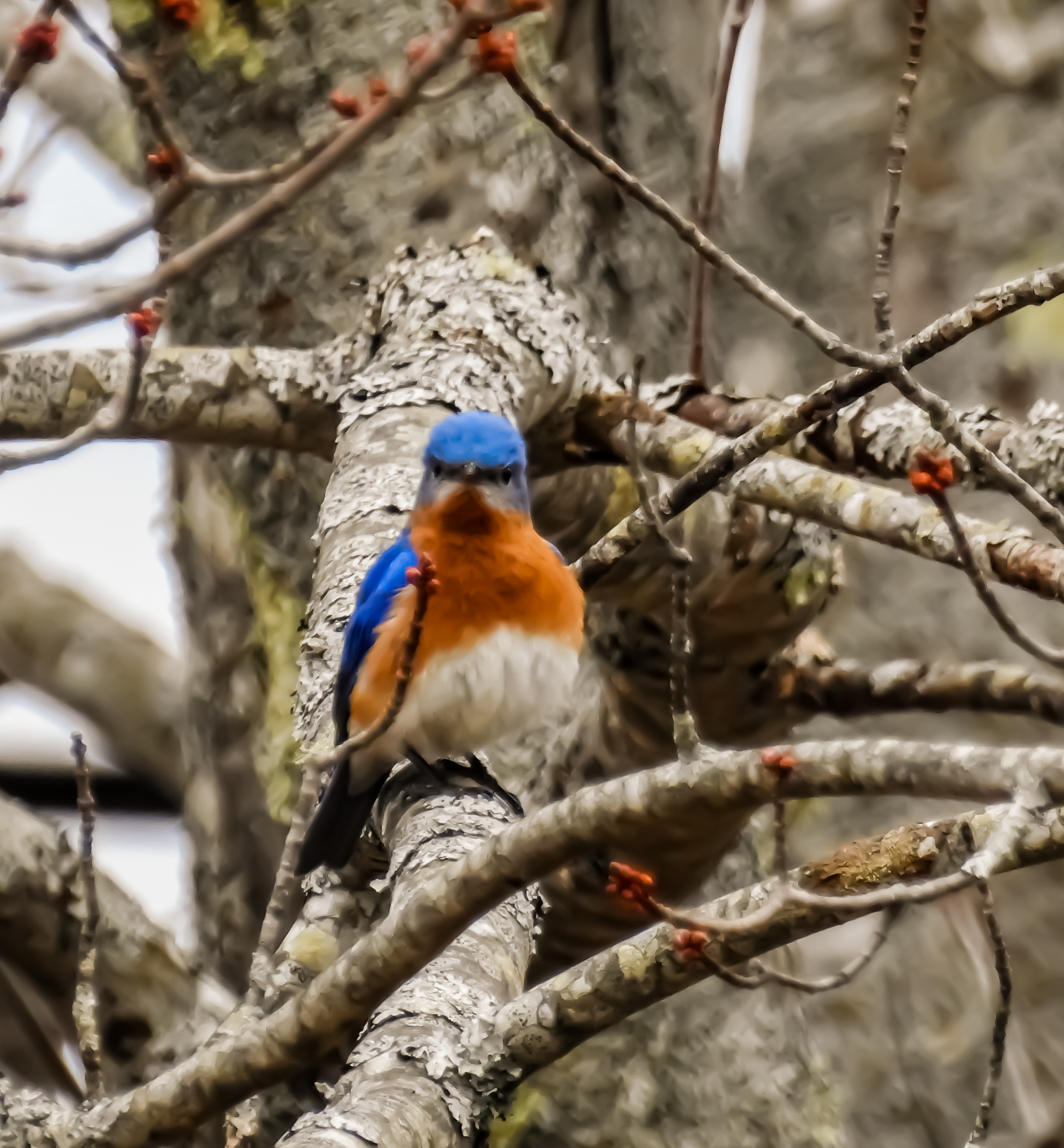 If Happy Little Bluebirds Fly…… – The Nature of Maine