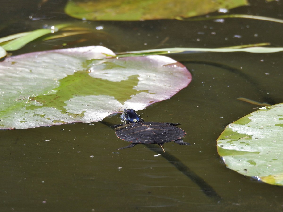 Painted Turtles – The Nature of Maine