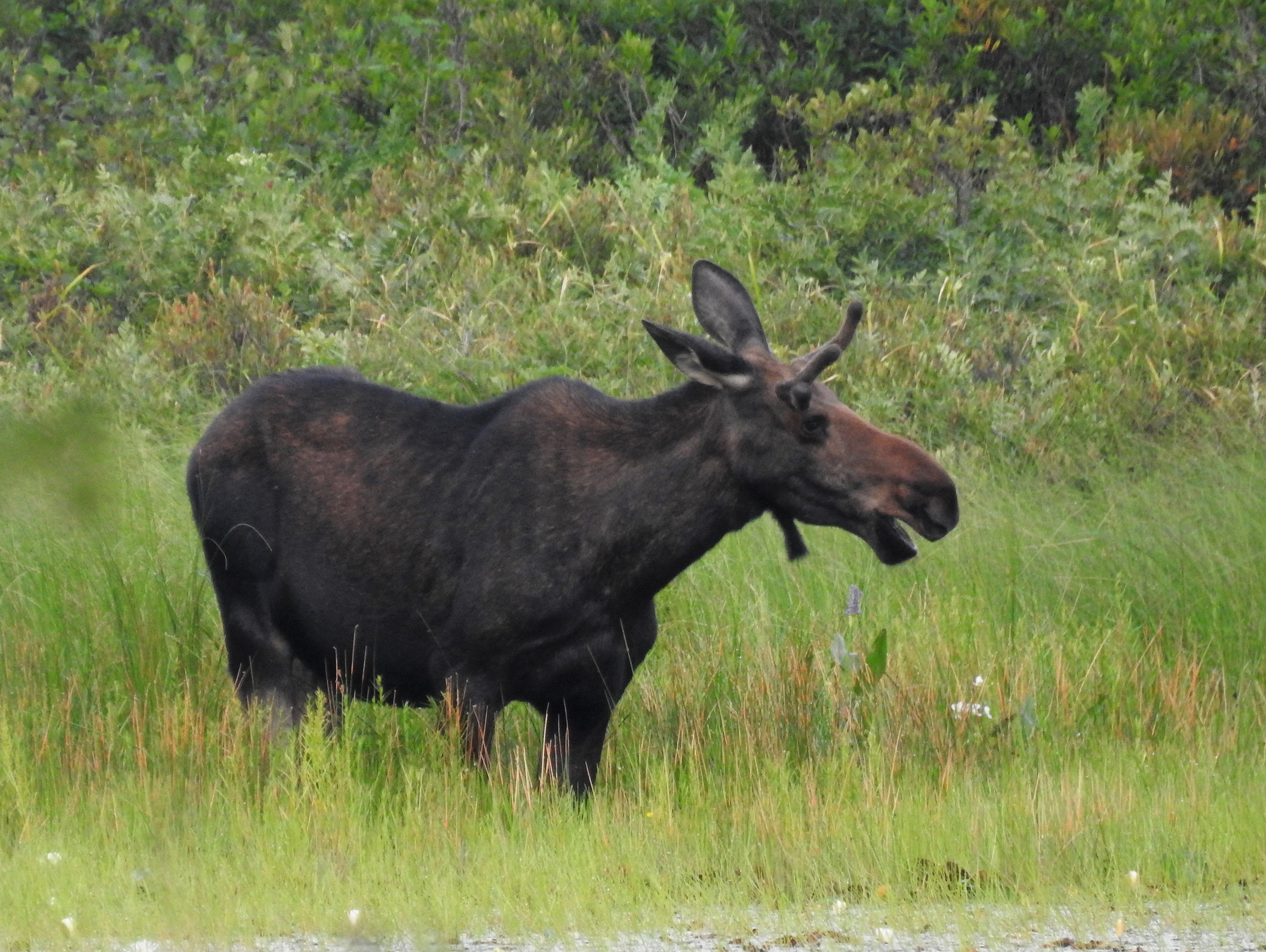 Moose – The Nature of Maine